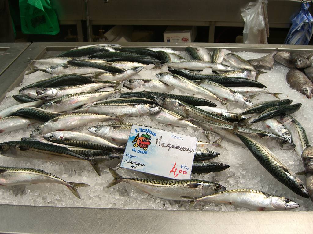 Joint responsiblities in mackerel fishing – EUobserver