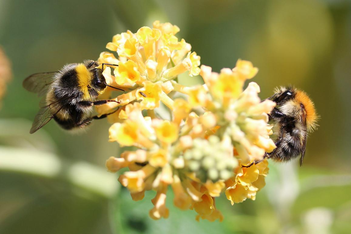 What Europe still needs to do to save its bees – EUobserver