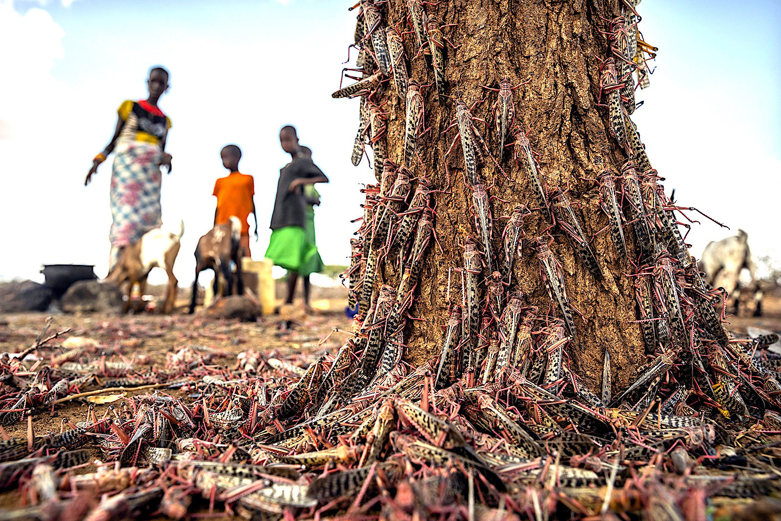 The other crisis: Locusts imperil millions in Africa – EUobserver