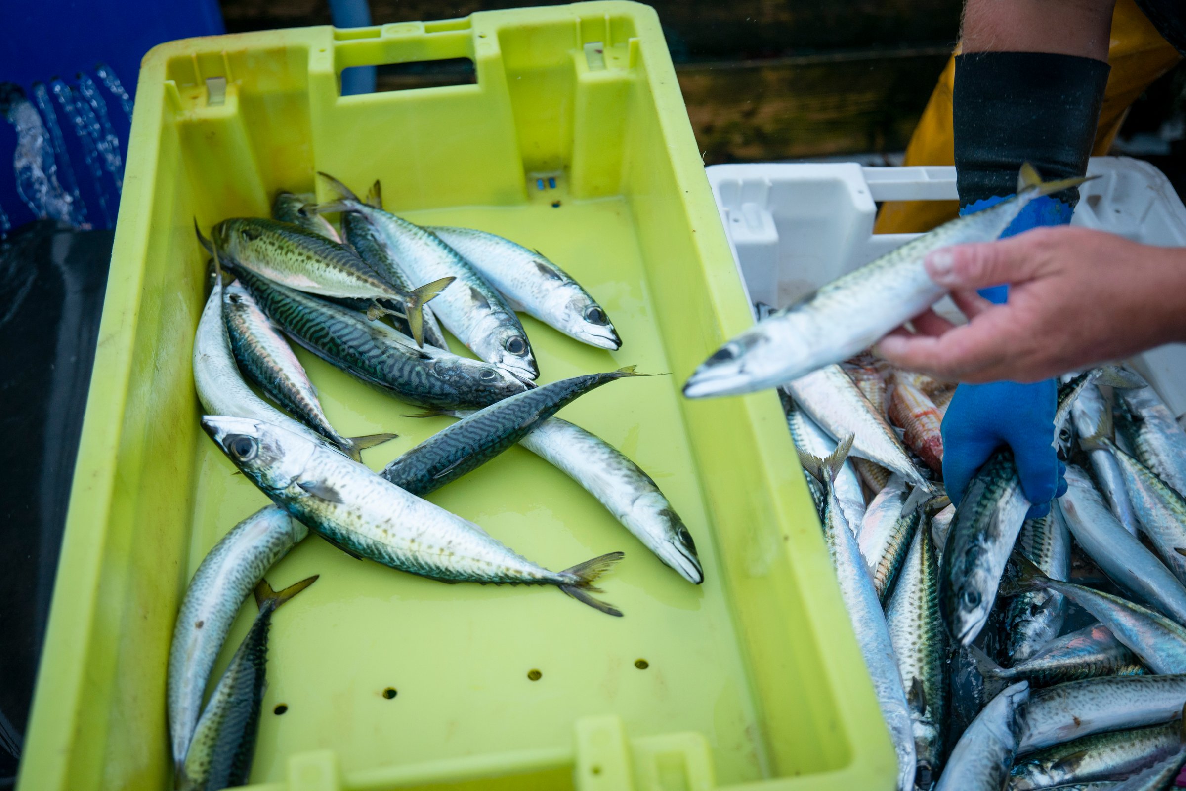EU under pressure to ban destructive bottom-trawling fishing practices ...