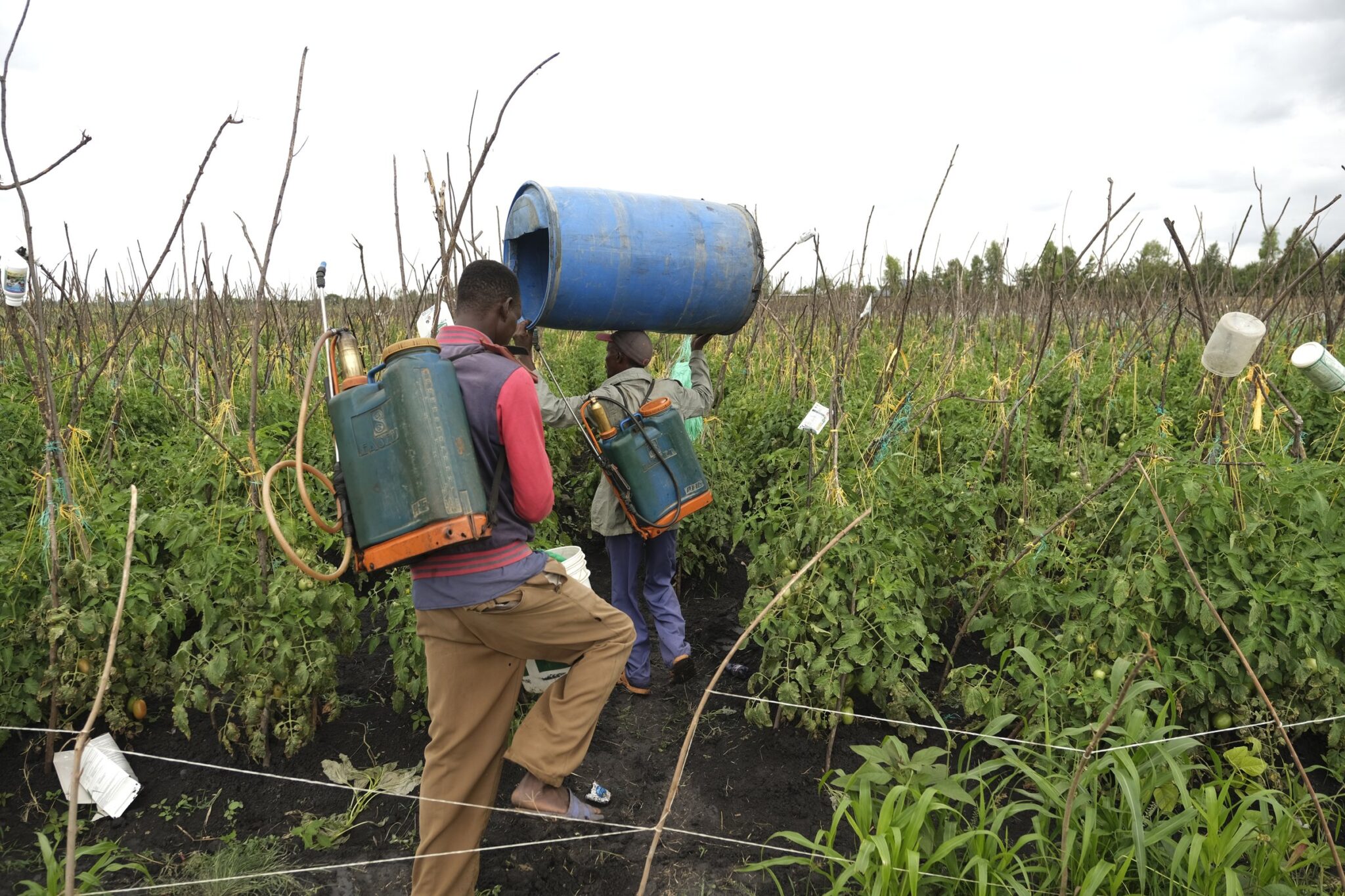 Boomerang effect: pesticides banned in EU are shipped back in Kenyan ...